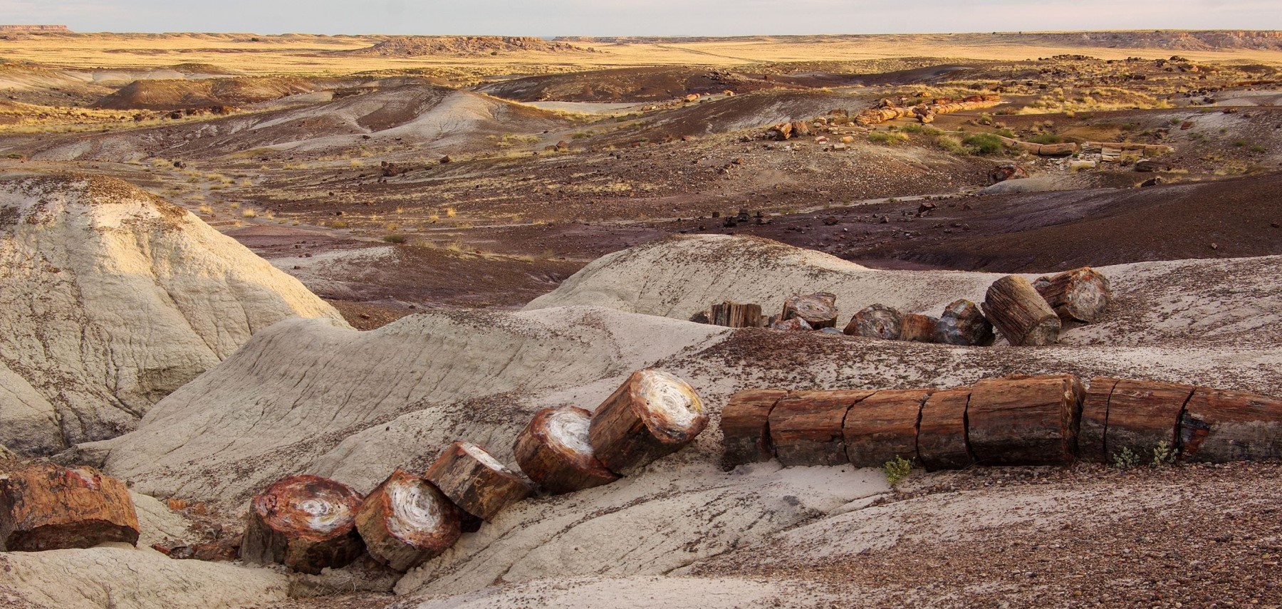 Petrified Forest National Park - Office du tourisme des USA