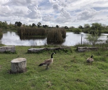 Madrona Marsh Preserve and Nature Center - Office du tourisme des USA